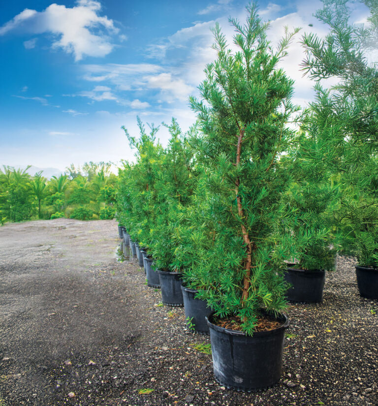 Modern Nature FL. | Landscaping & Nursery